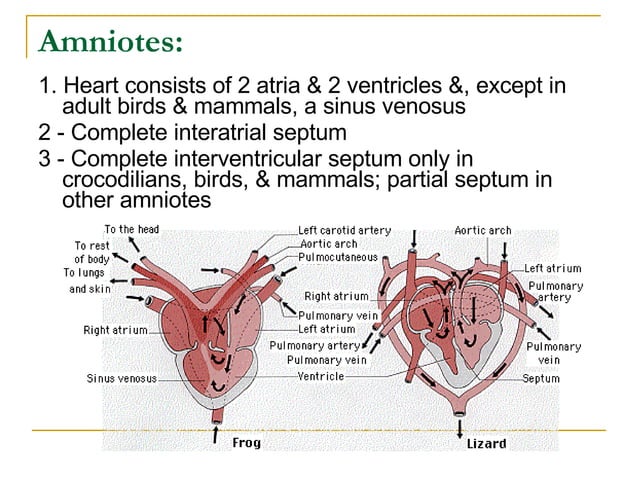 Circulatory System Of The Vertebrates | PPT