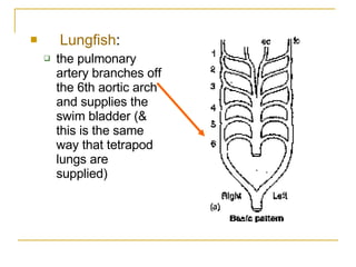 Lungfish Circulatory System