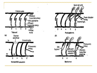 Lungfish Circulatory System