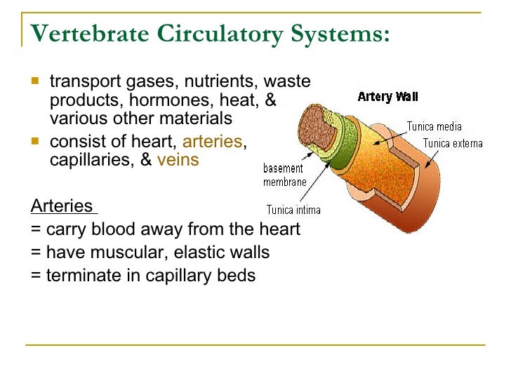 Circulatory System Of The Vertebrates