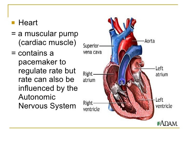 Circulatory System Of The Vertebrates