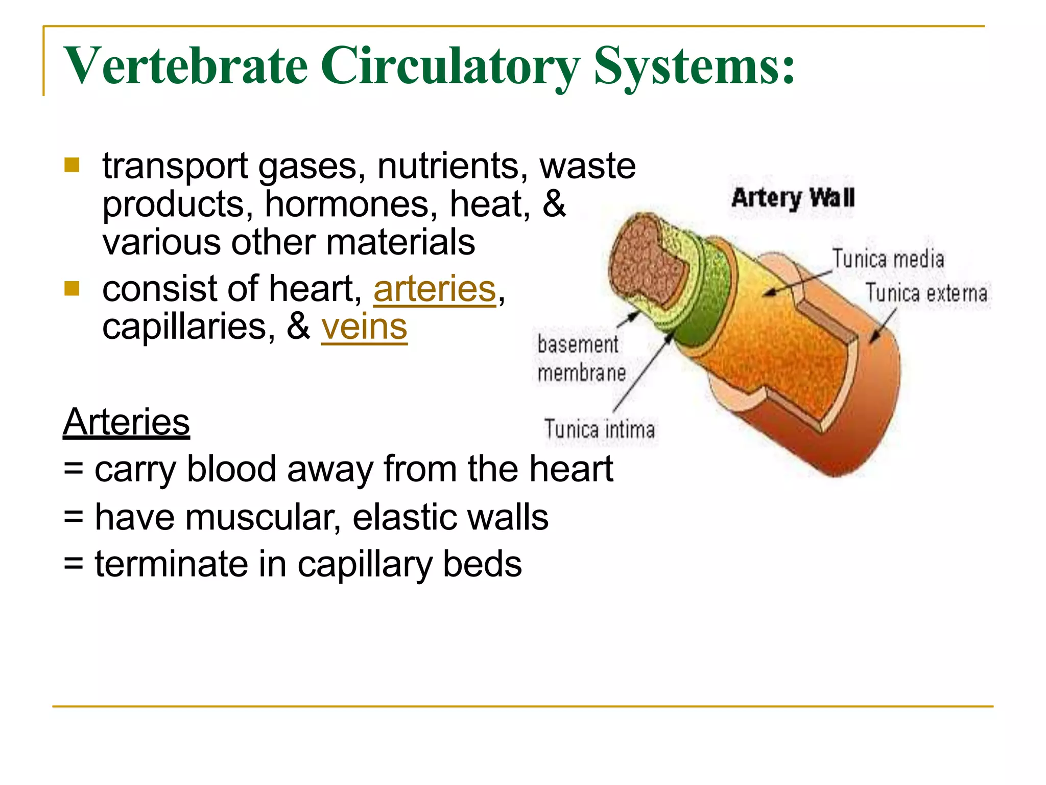 circulatory-system-of-the-vertebrates.pptx