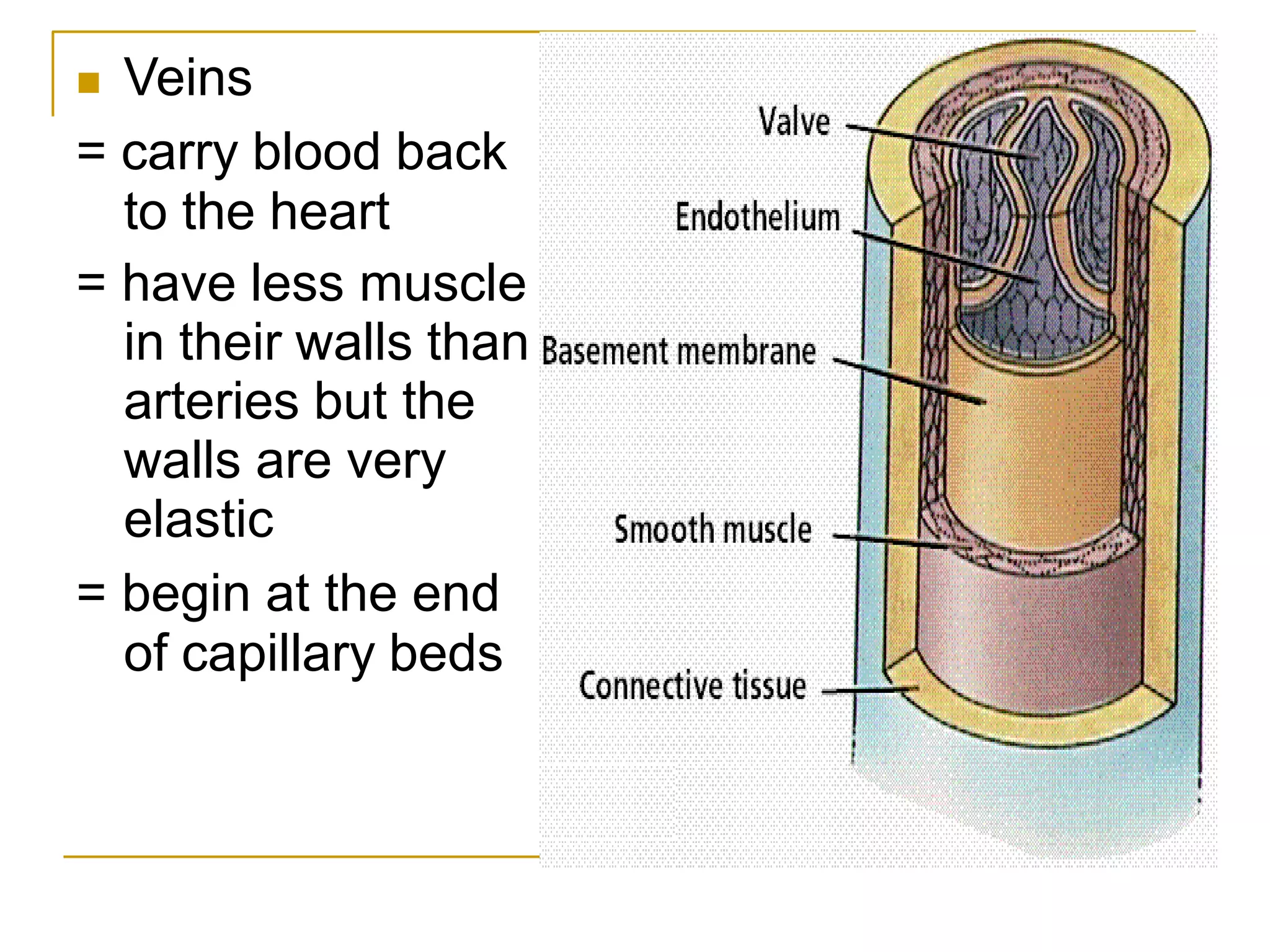 circulatory-system-of-the-vertebrates.pptx
