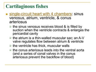 circulatory-system-of-the-vertebrates.pptx