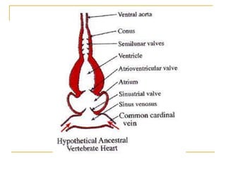 circulatory-system-of-the-vertebrates.pptx
