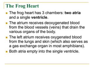 circulatory-system-of-the-vertebrates.pptx