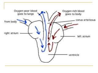 circulatory-system-of-the-vertebrates.pptx