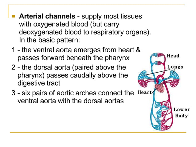 circulatory-system-of-the-vertebrates.pptx