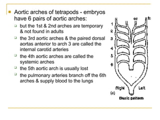 circulatory-system-of-the-vertebrates.pptx