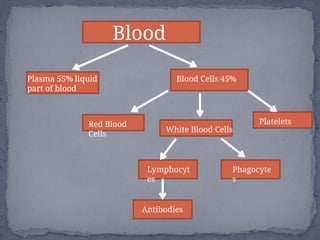 circulatory-system-part-1 (2).pptxxxxxxx | PPTX