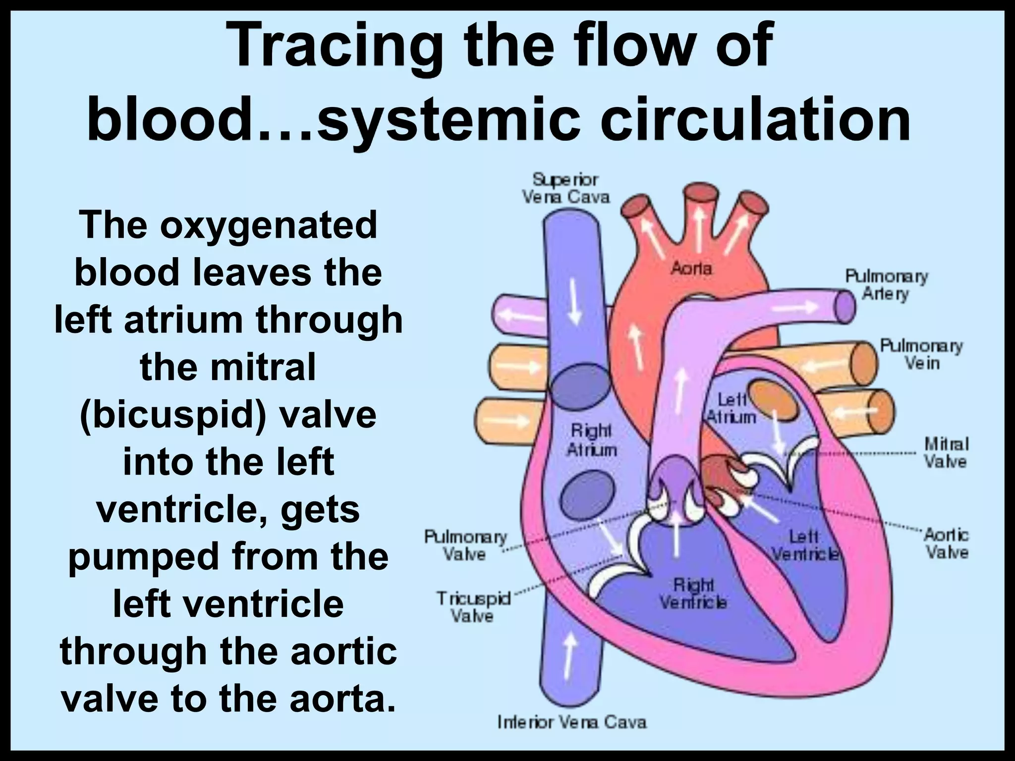 Circulatory-System-STEM.ppt