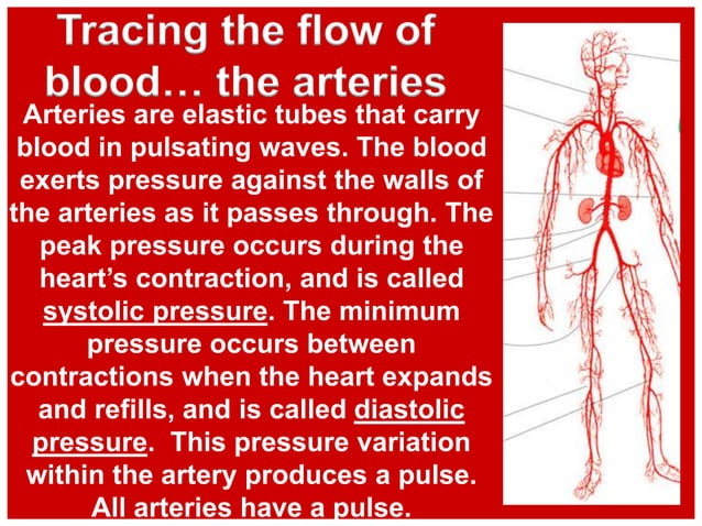 Circulatory-System-STEM.ppt
