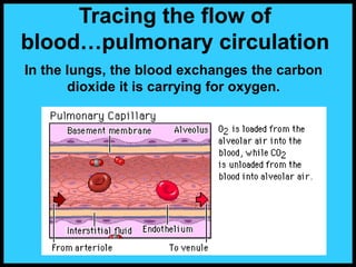 Circulatory-System-STEM.ppt