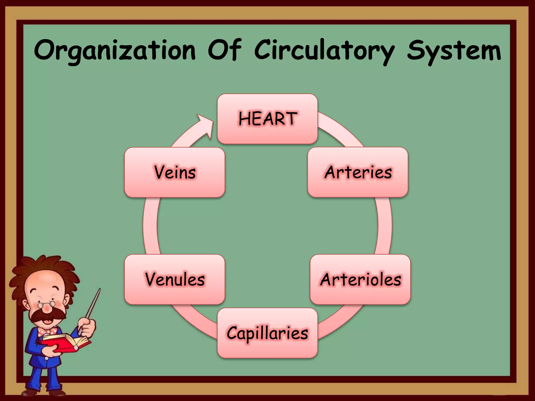 Circulatory Adaptations to Exercise | PPTX