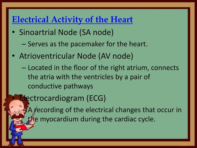 Circulatory Adaptations to Exercise | PPTX