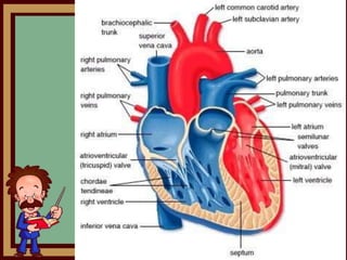 Circulatory Adaptations to Exercise | PPTX