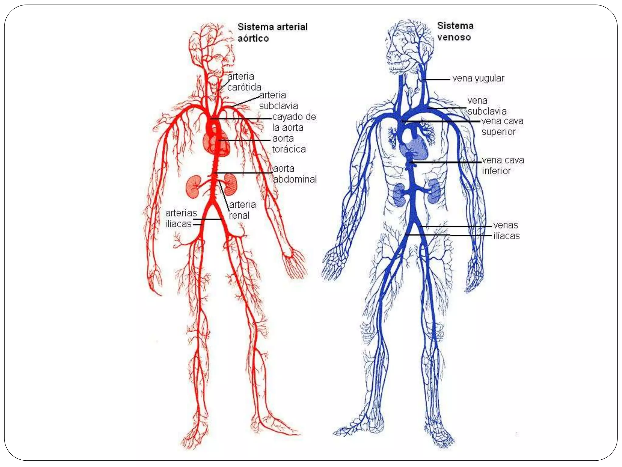Circulatory and lymphatic systems. | PPTX