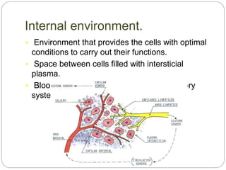 Circulatory and lymphatic systems. | PPTX