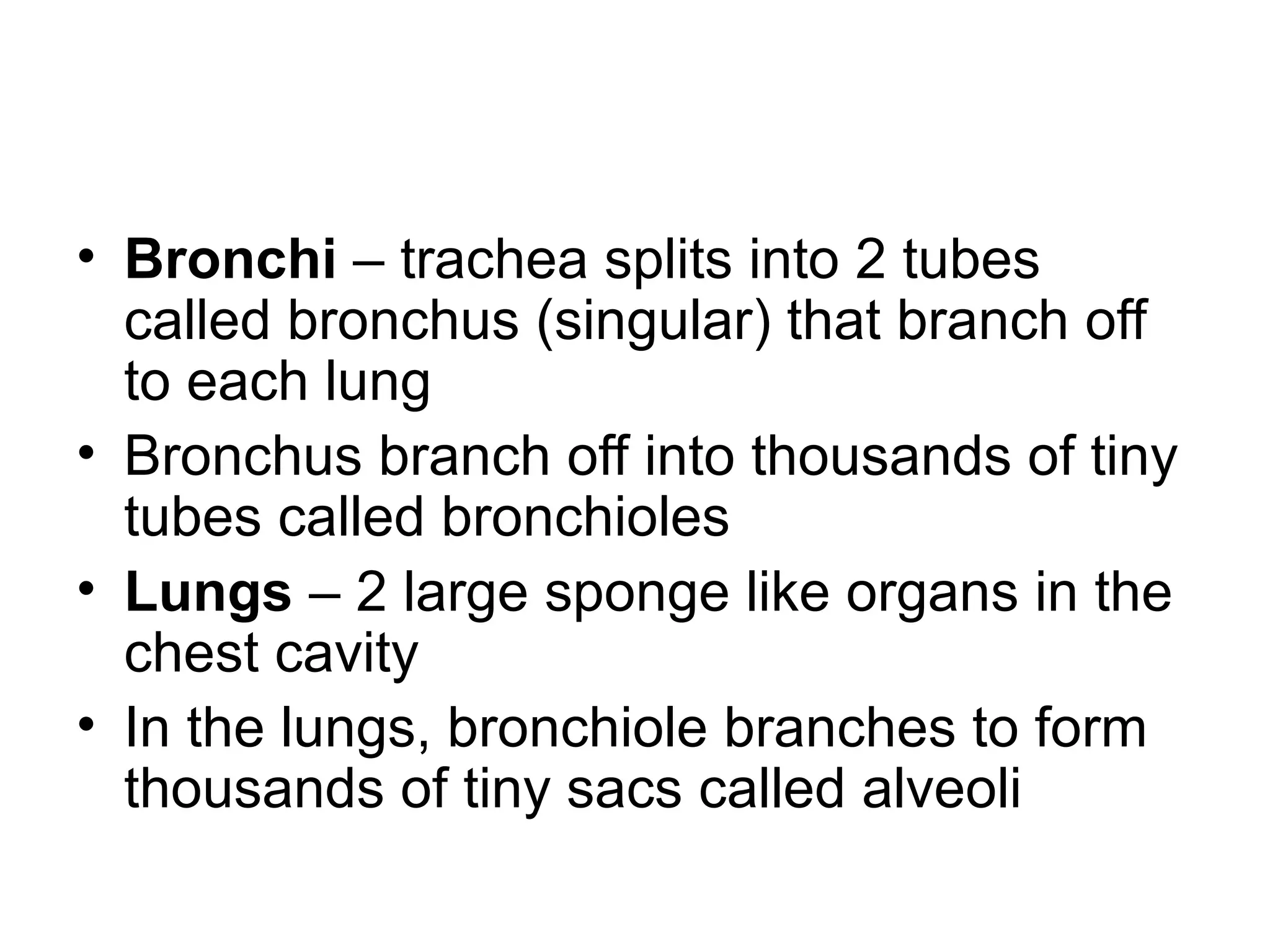 Circulatory and lymphatic, respiratory | PPT