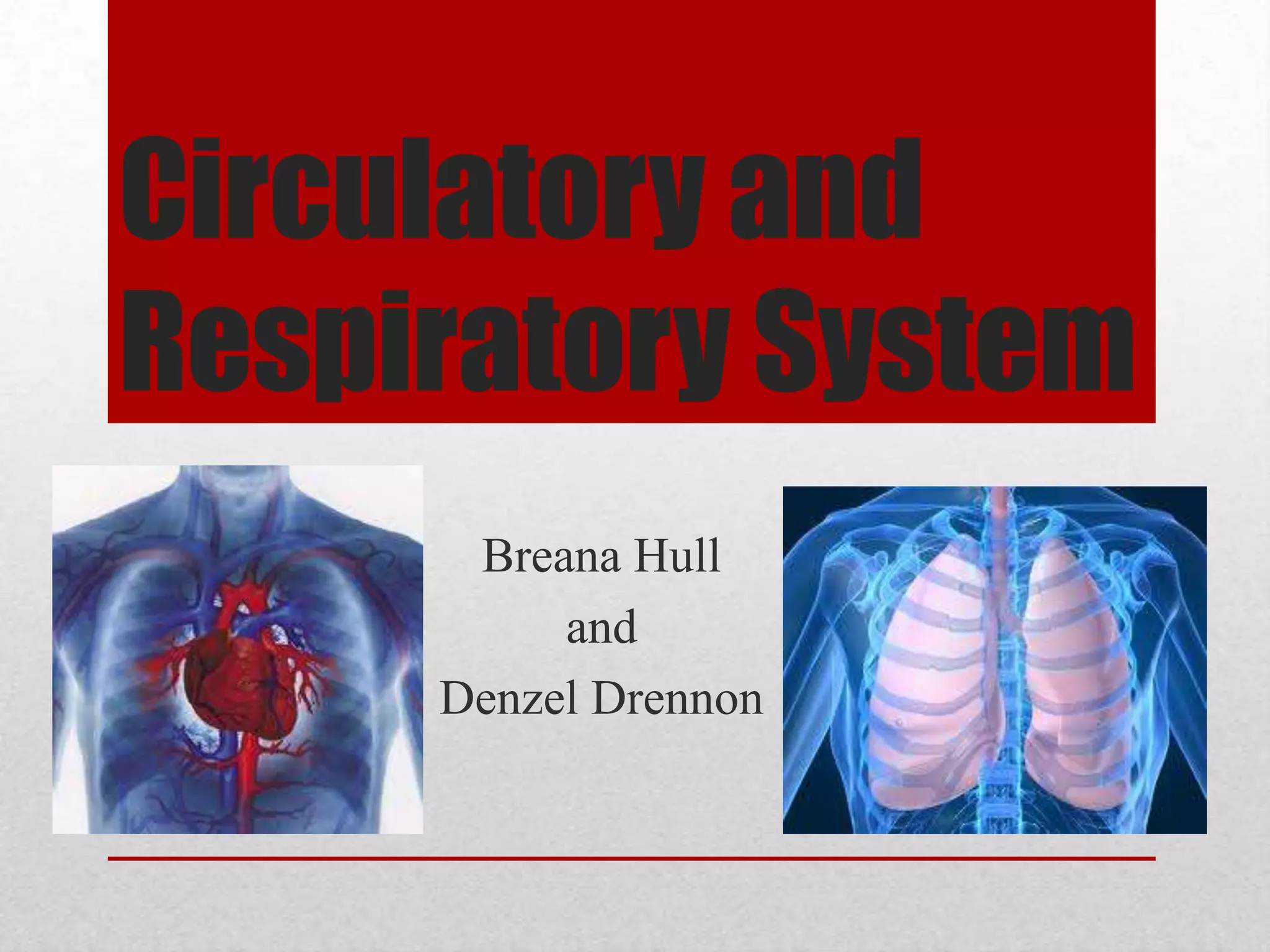 Circulatory and respiratory systems | PPT