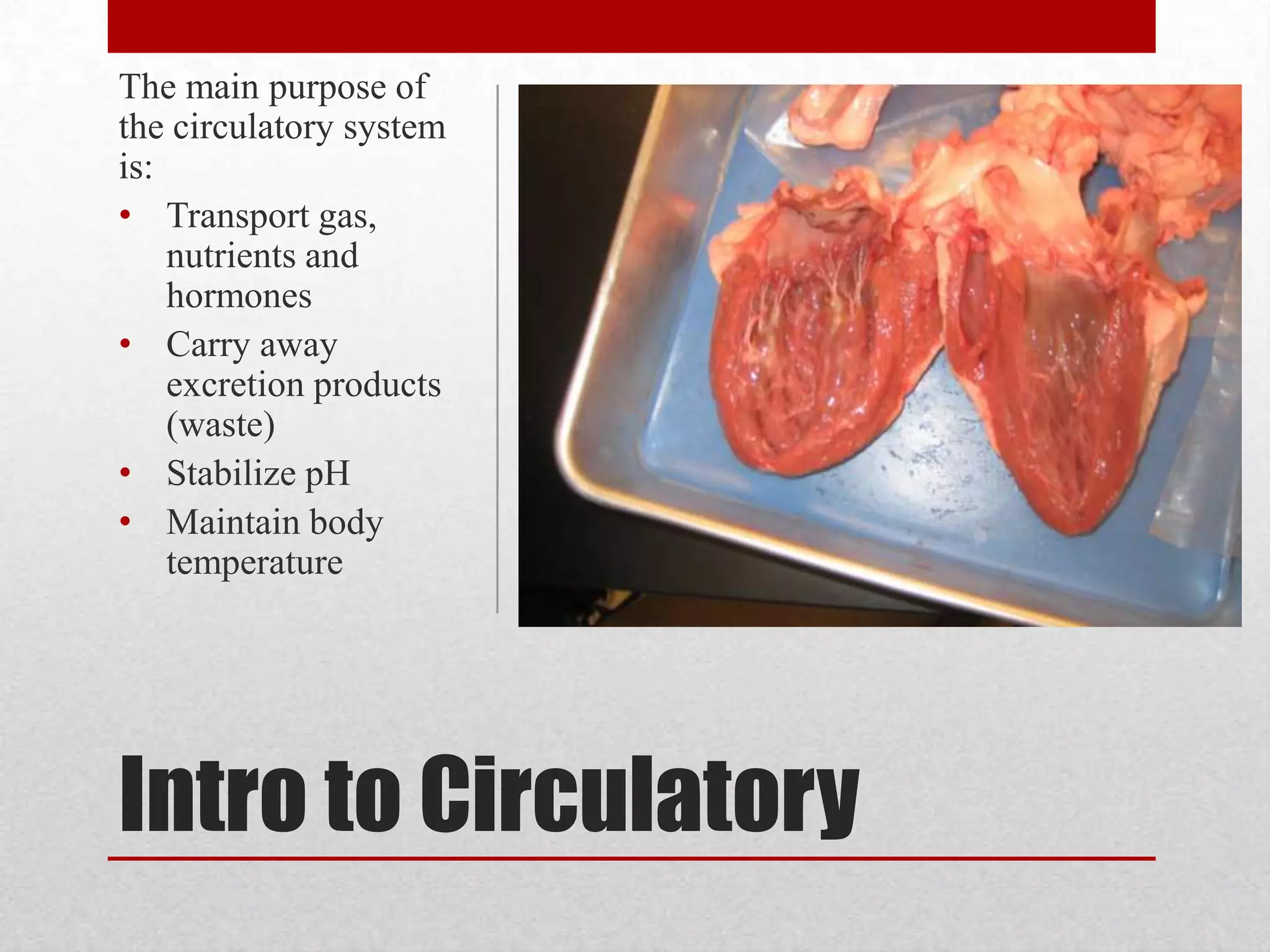 Circulatory and respiratory systems | PPT