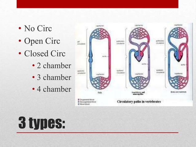 Circulatory and respiratory systems | PPT