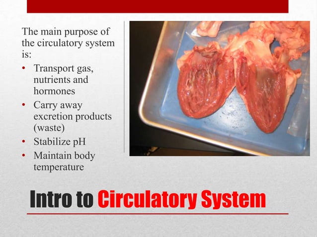 Circulatory and Respiratory Systems | PPTX