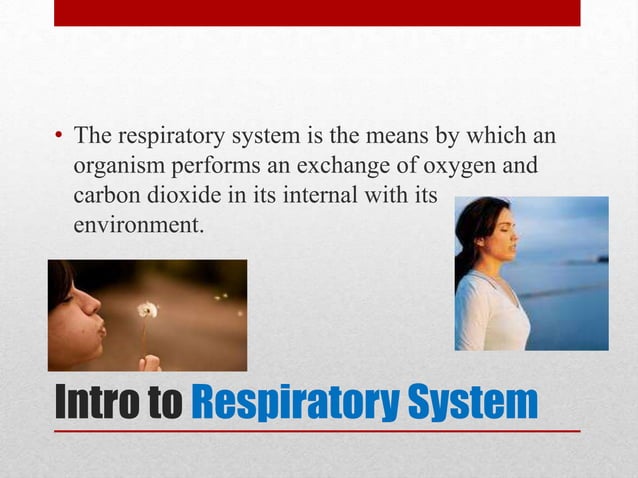 Circulatory and Respiratory Systems | PPTX