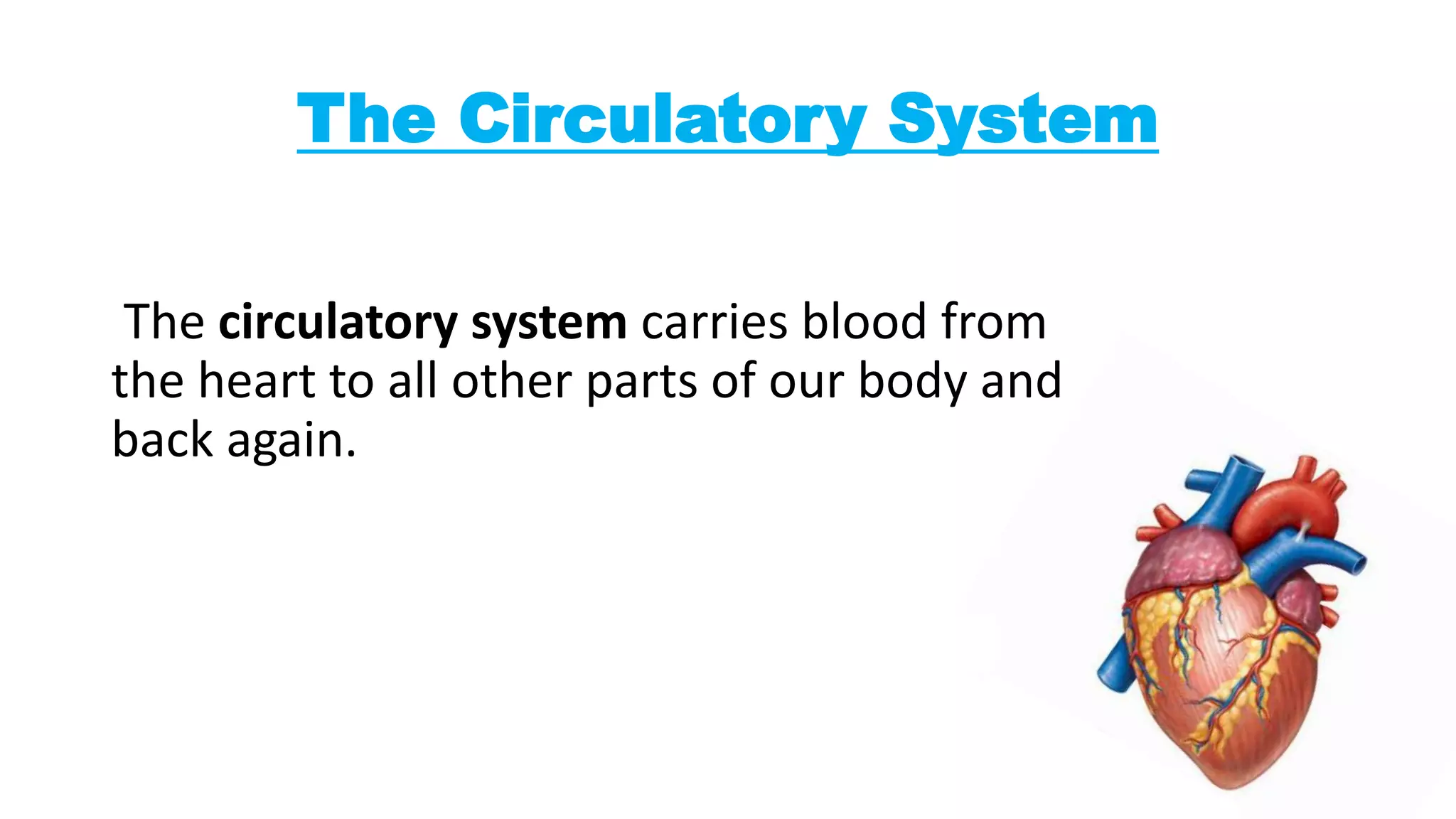 Circulatory and skeletal systems | PPTX