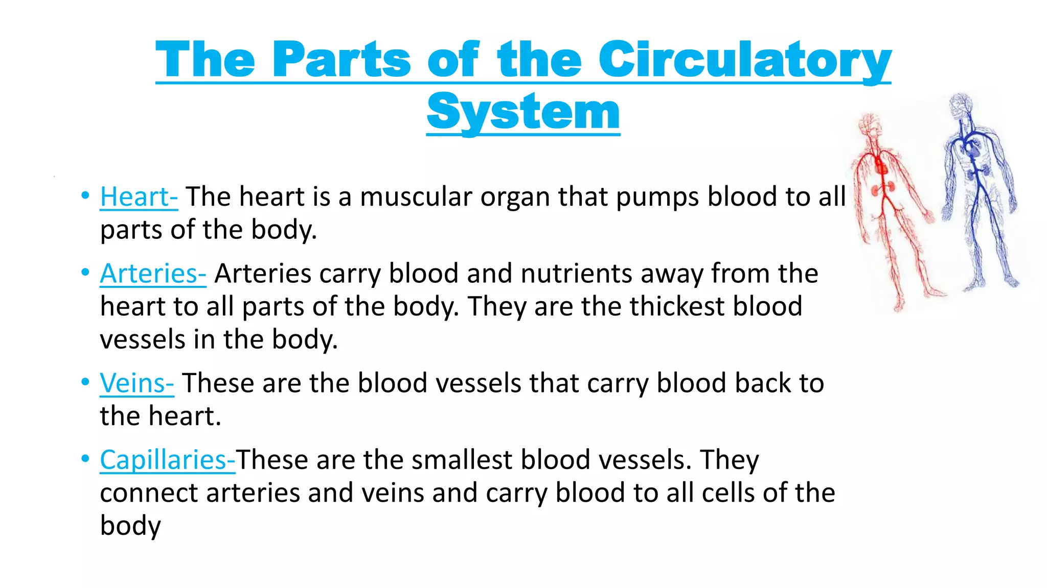 Circulatory and skeletal systems | PPTX