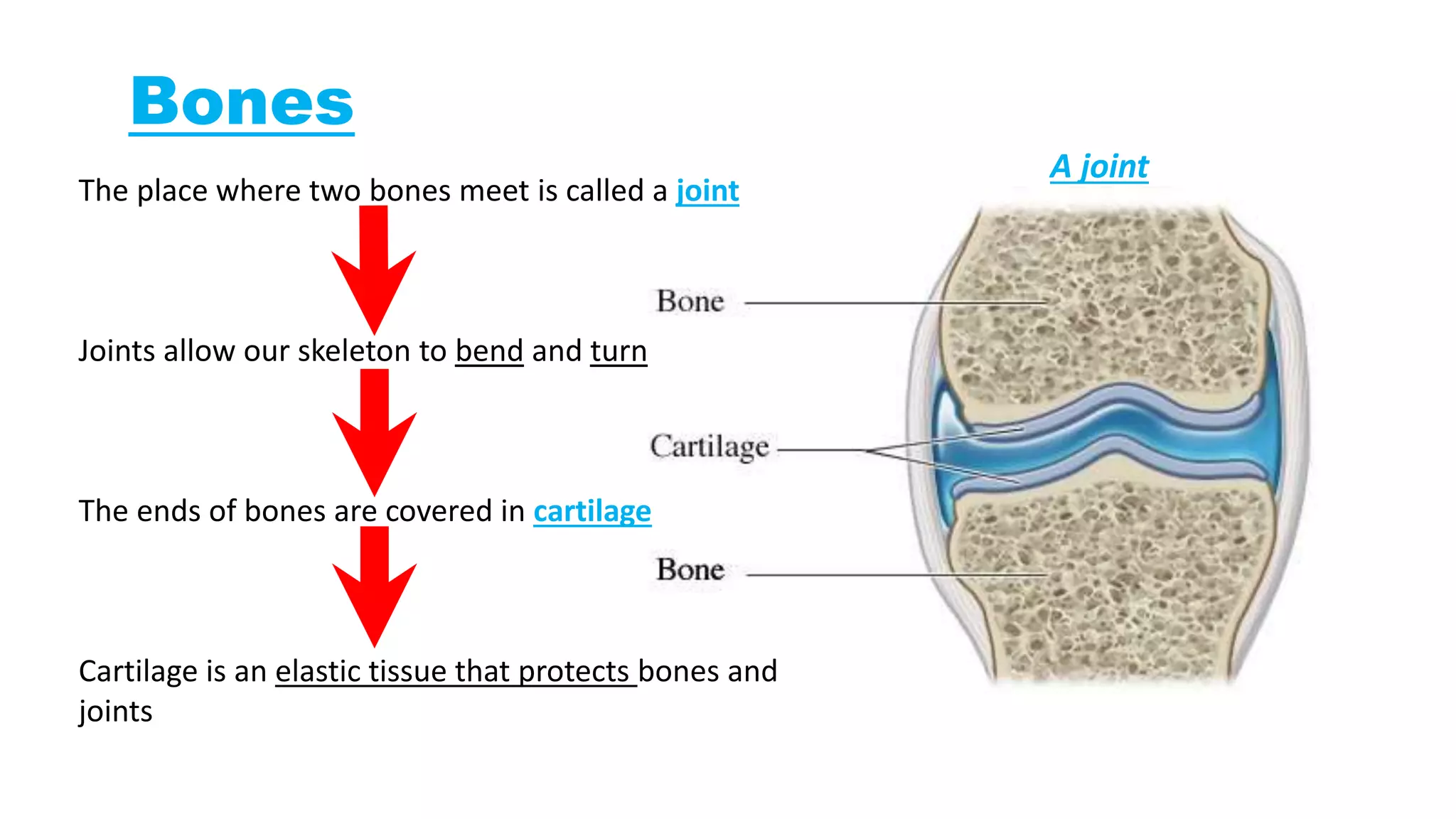 Circulatory and skeletal systems | PPTX