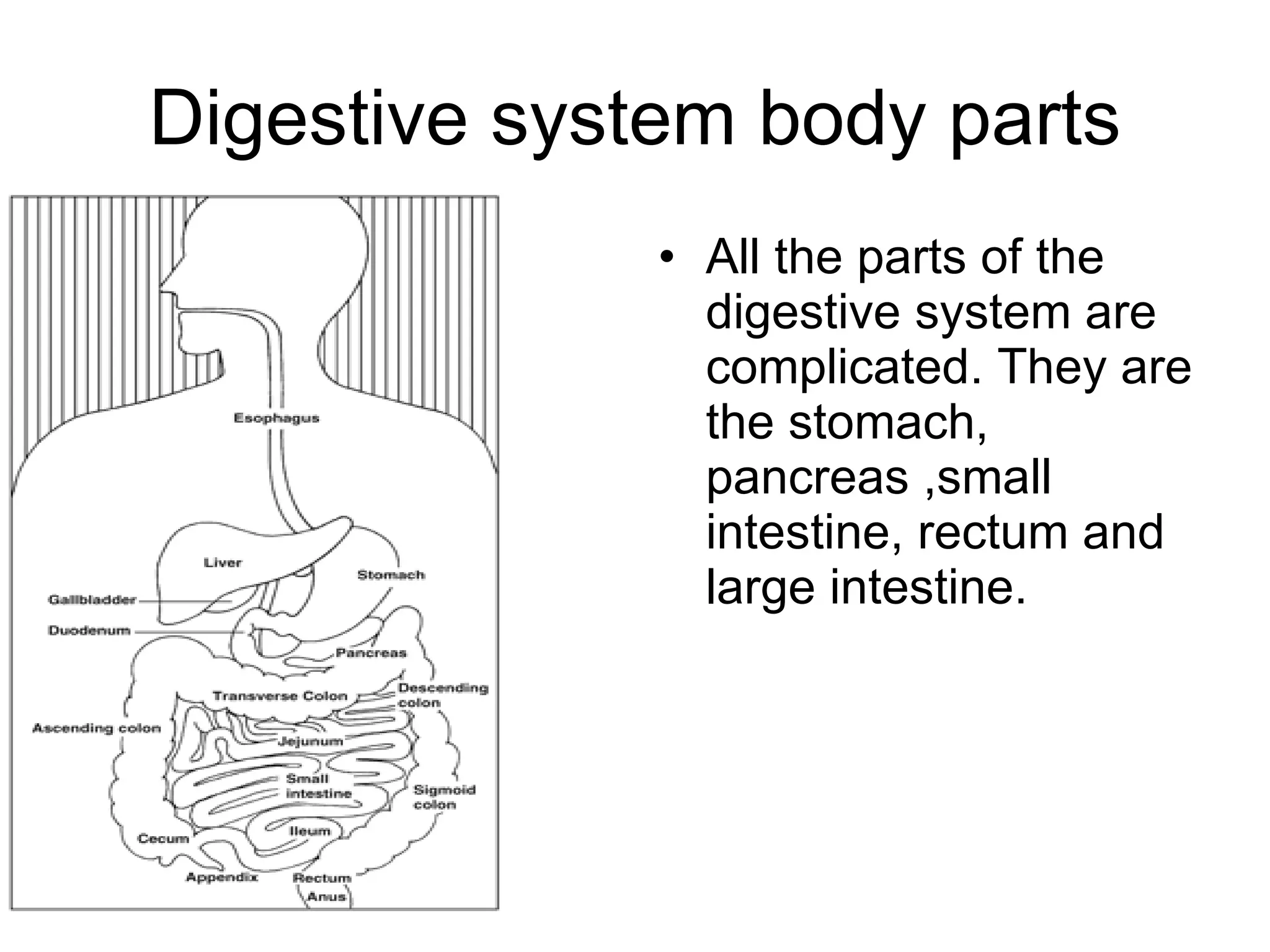 Circulatory & Digestive Systems | PPT