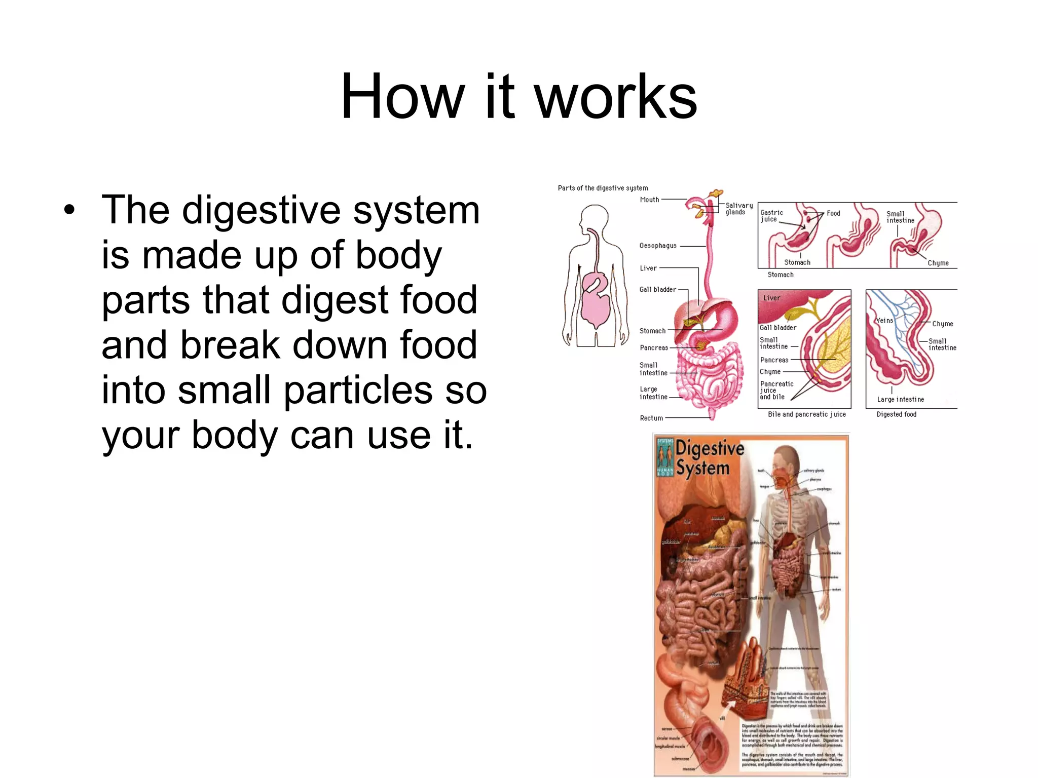 Circulatory & Digestive Systems | PPT