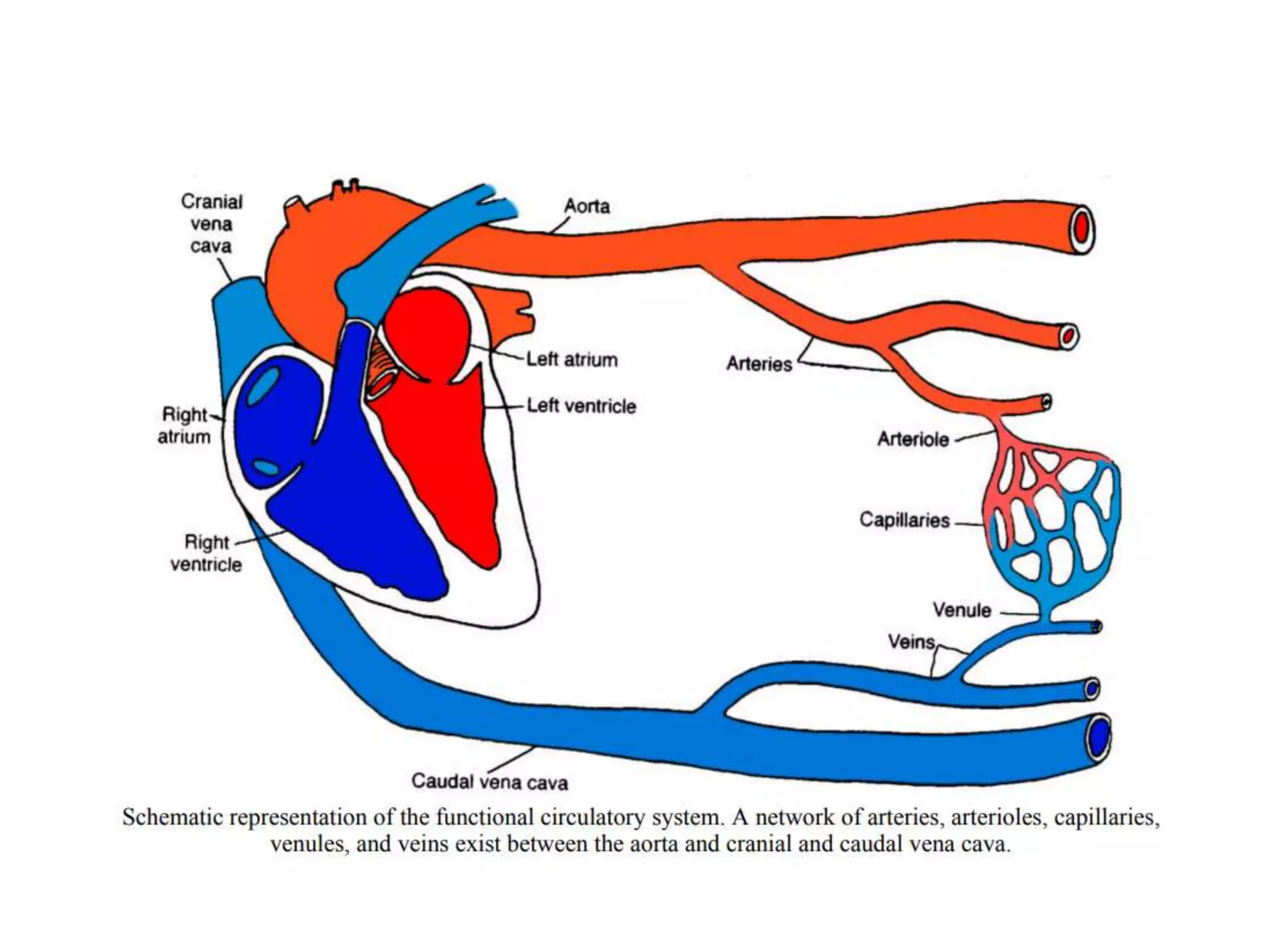 Circulatory & Nervous System.ppt