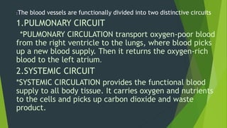 CIRCULATORY PATHWAYS.pptx