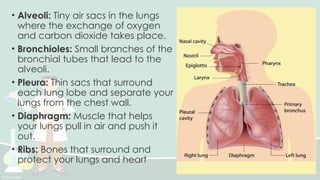 CIRCULATORY AND RESPIRATORY SYSTEM .pptx