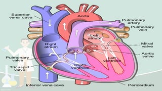 CIRCULATORY AND RESPIRATORY SYSTEM .pptx