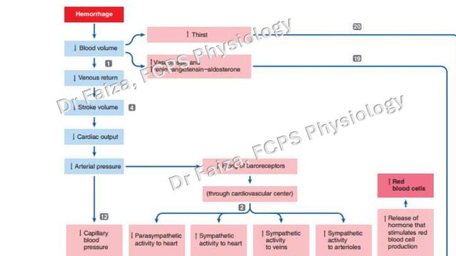 Circulatory Shock, types and stages, compensatory mechanisms | PPT