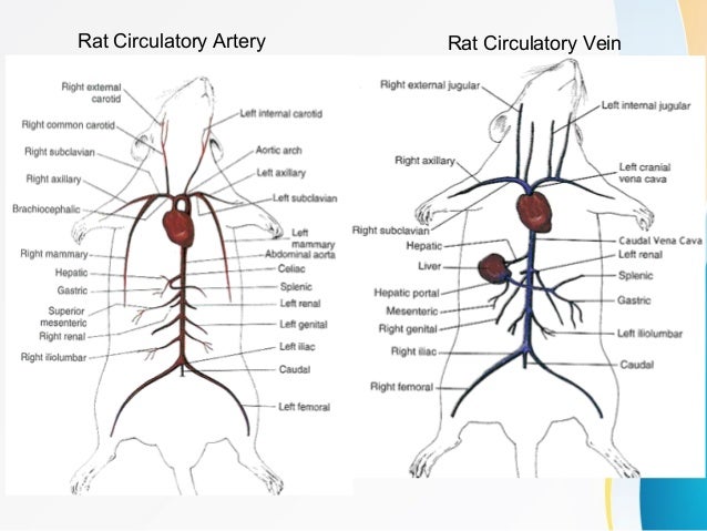 Circulatorysitisarahrosli 160320012722