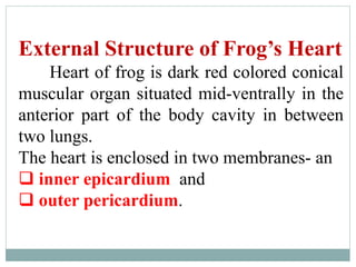 Circulatory Syatem - Frog 1.pptx