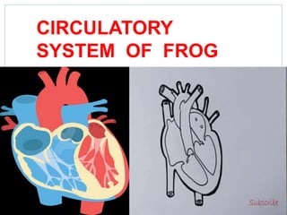 Circulatory Syatem - Frog 1.pptx