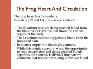 Circulatory Syatem - Frog 1.pptx