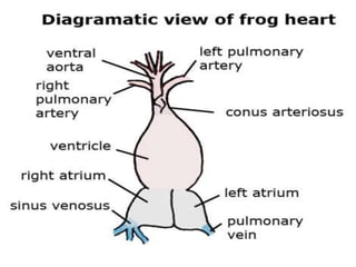 Circulatory Syatem - Frog 1.pptx