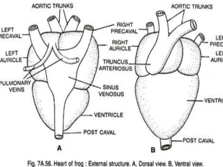 Circulatory Syatem - Frog 1.pptx