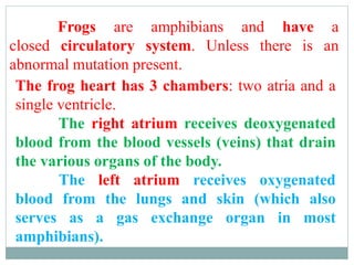 Circulatory Syatem - Frog 1.pptx