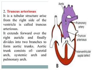 Truncus Arteriosus Frog