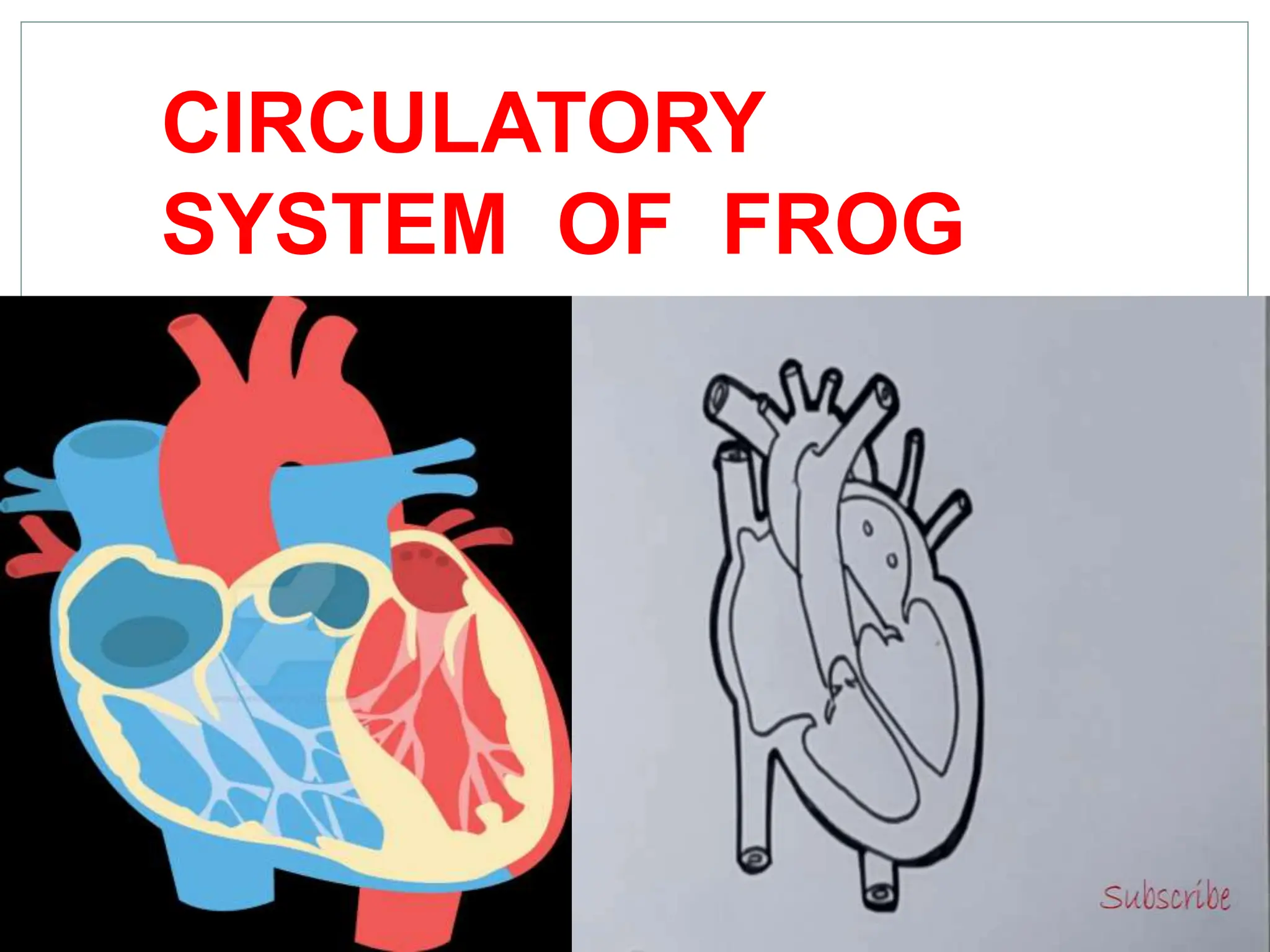 Circulatory Syatem - Frog 1.pptx