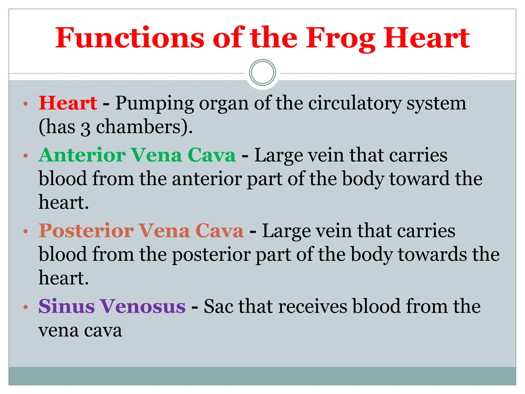 Circulatory Syatem - Frog 1.pptx