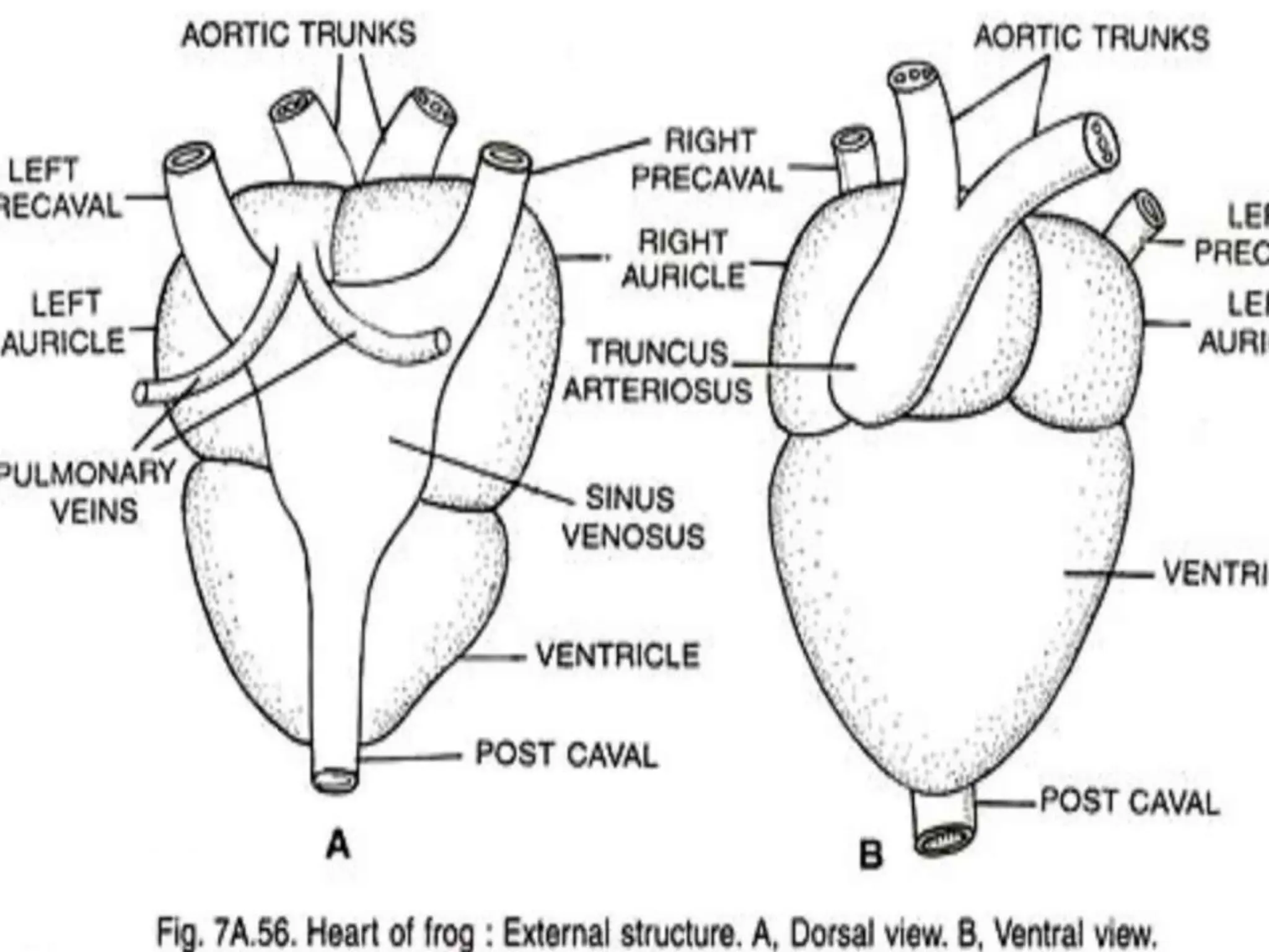 Circulatory Syatem - Frog 1.pptx