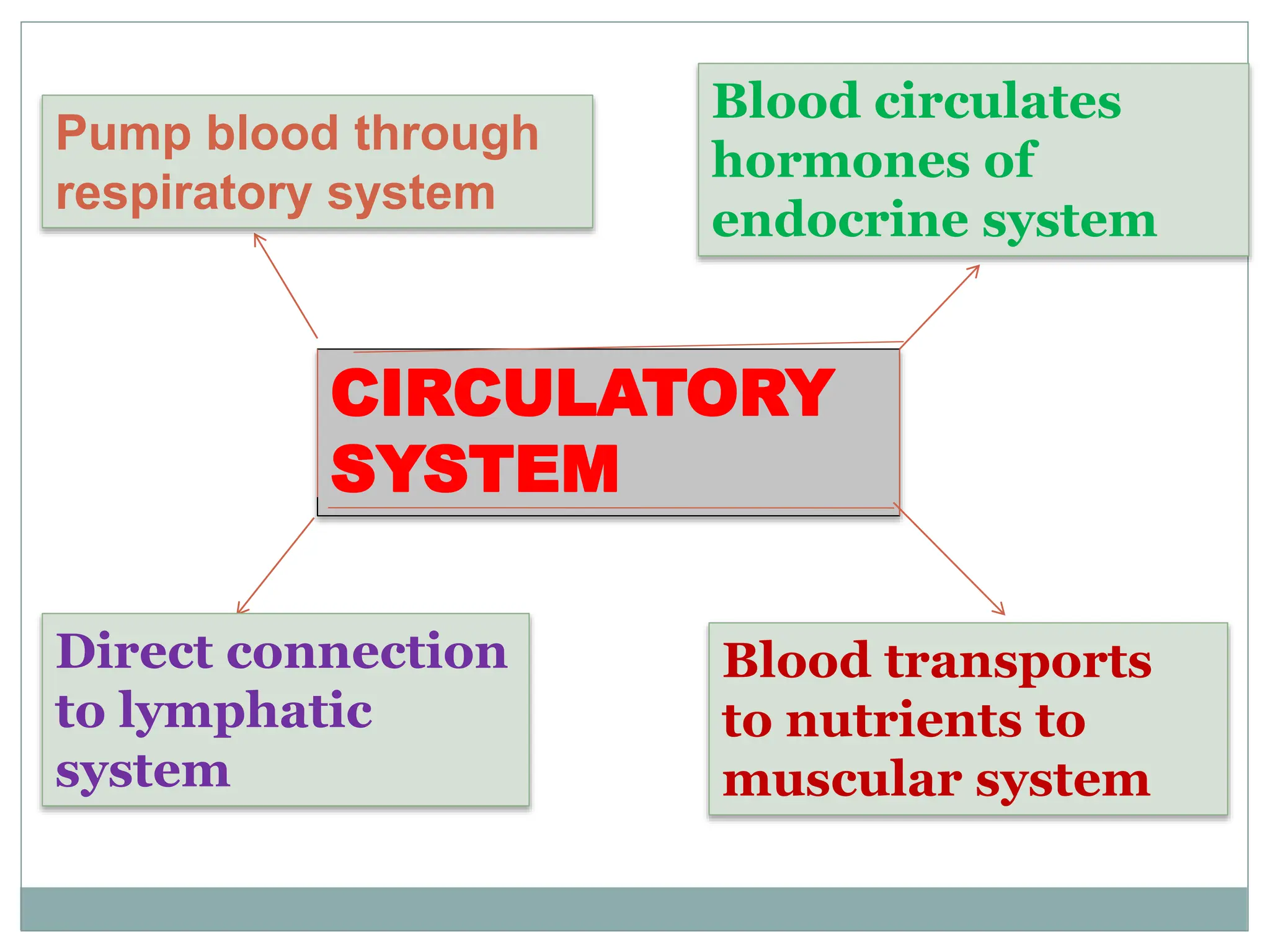 Circulatory Syatem - Frog 1.pptx